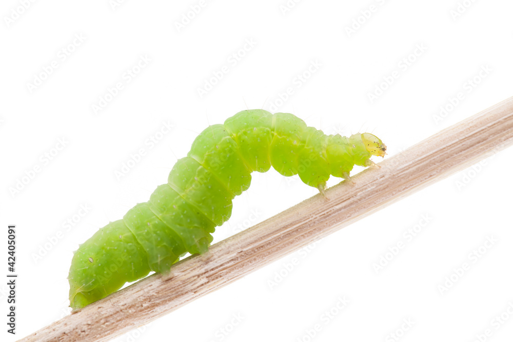 Grune Raupe Mit Stachel