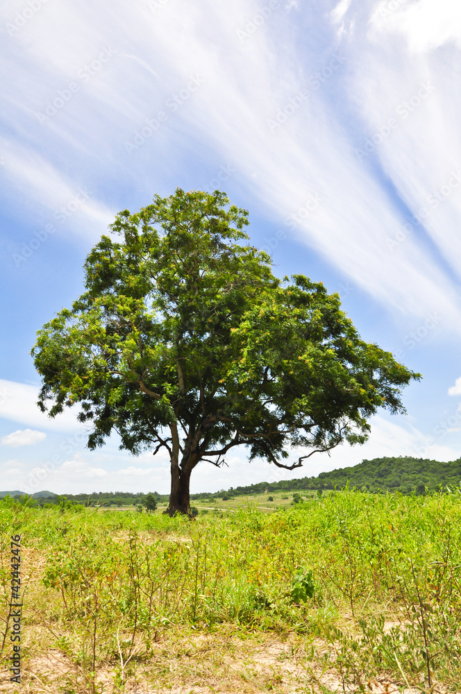 Big tree with blue sky Stock Photo | Adobe Stock