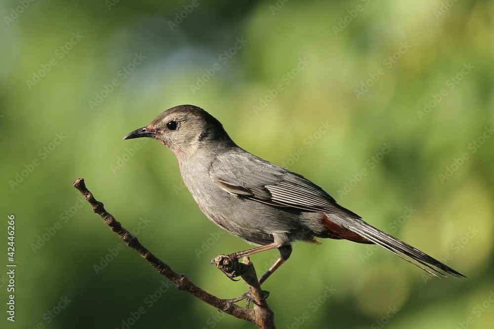 Catbird Stock Photo | Adobe Stock
