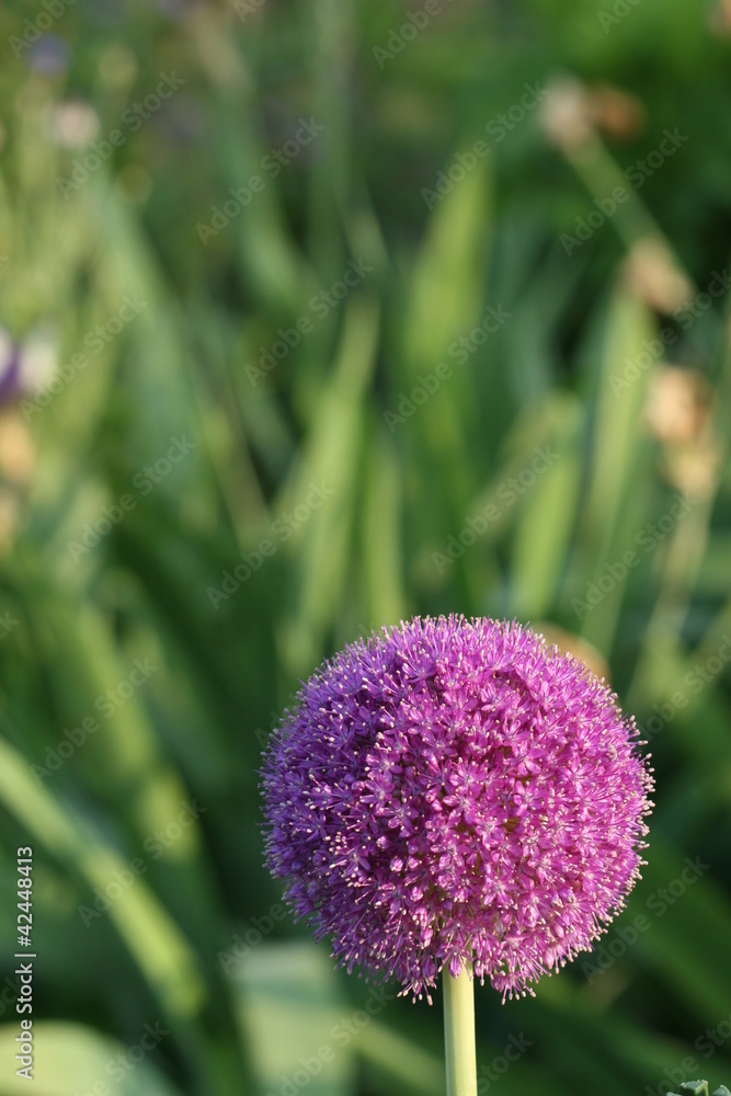 allium flower Stock Photo | Adobe Stock