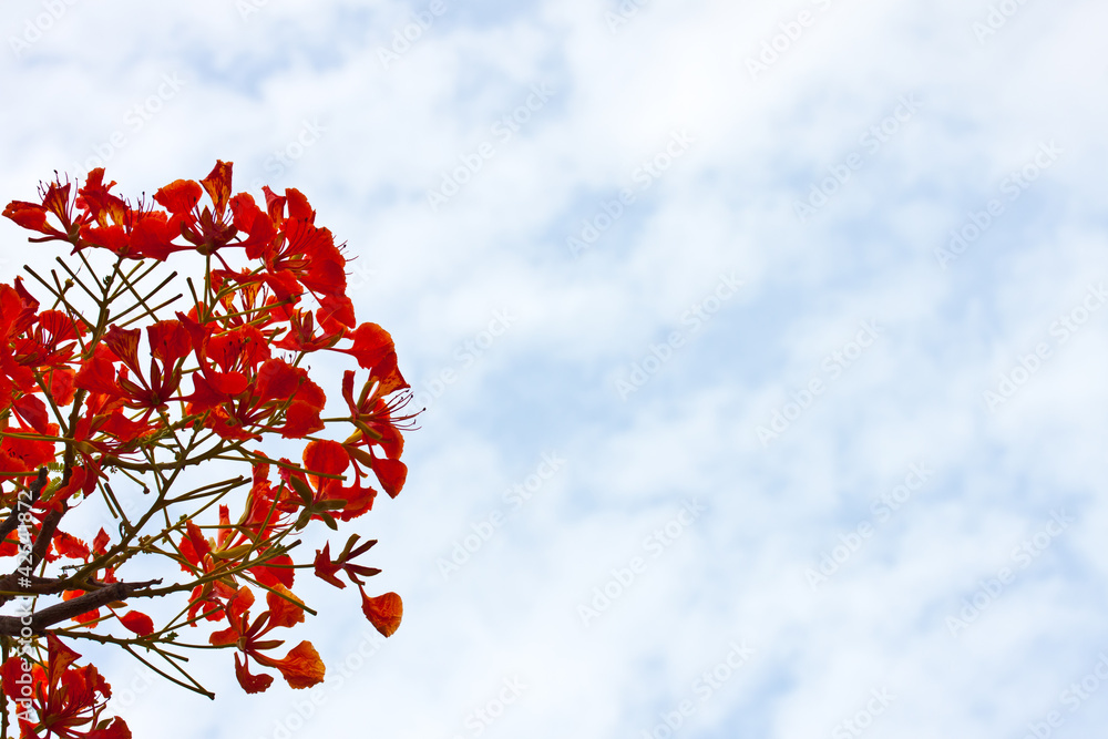 flower Stock Photo | Adobe Stock