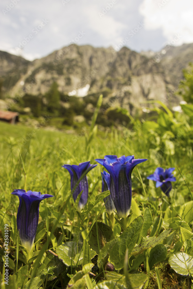 Foto Stock Enziane-Gentiana auf einer Schweizer Alp | Adobe Stock