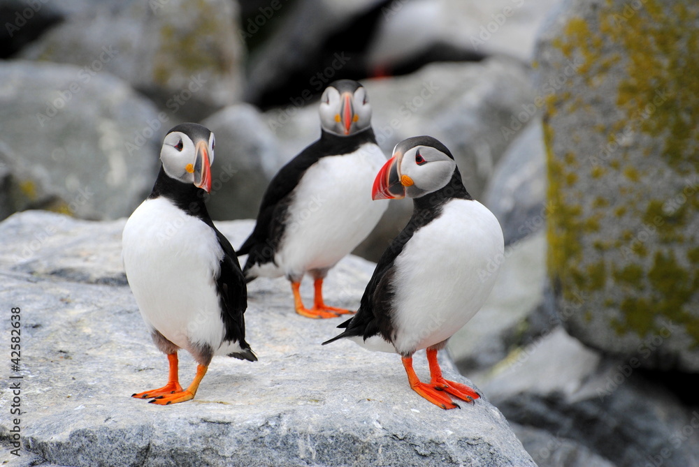 3 Colorful Atlantic Puffins Stock Photo | Adobe Stock