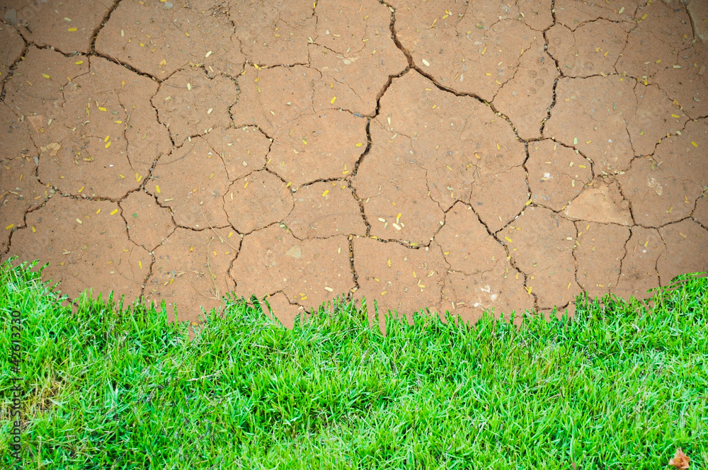 green grass growing trough dead soil Stock Photo | Adobe Stock