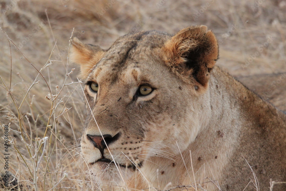 lionne Stock Photo | Adobe Stock