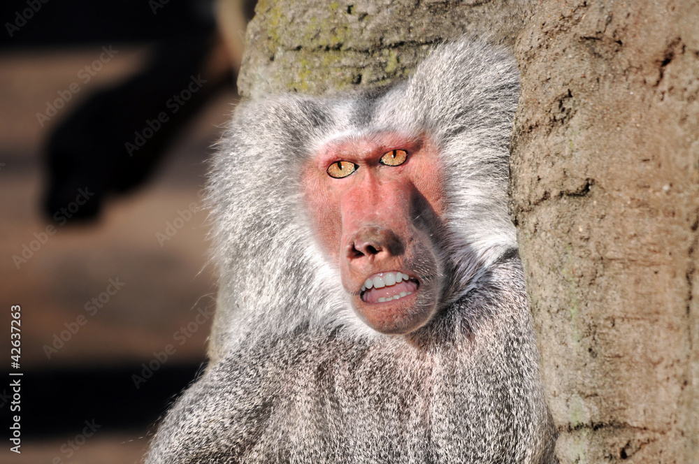 Seltsamer Pavian Stock-Foto | Adobe Stock