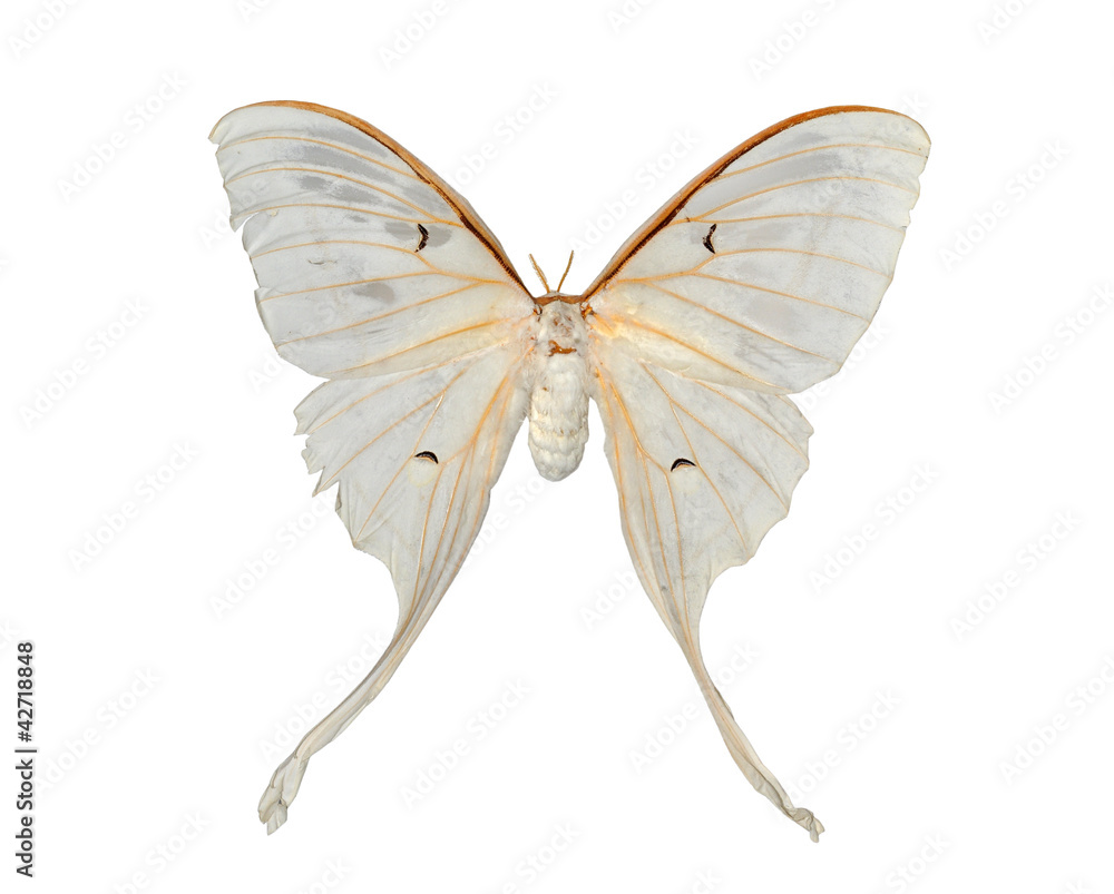 White Moth