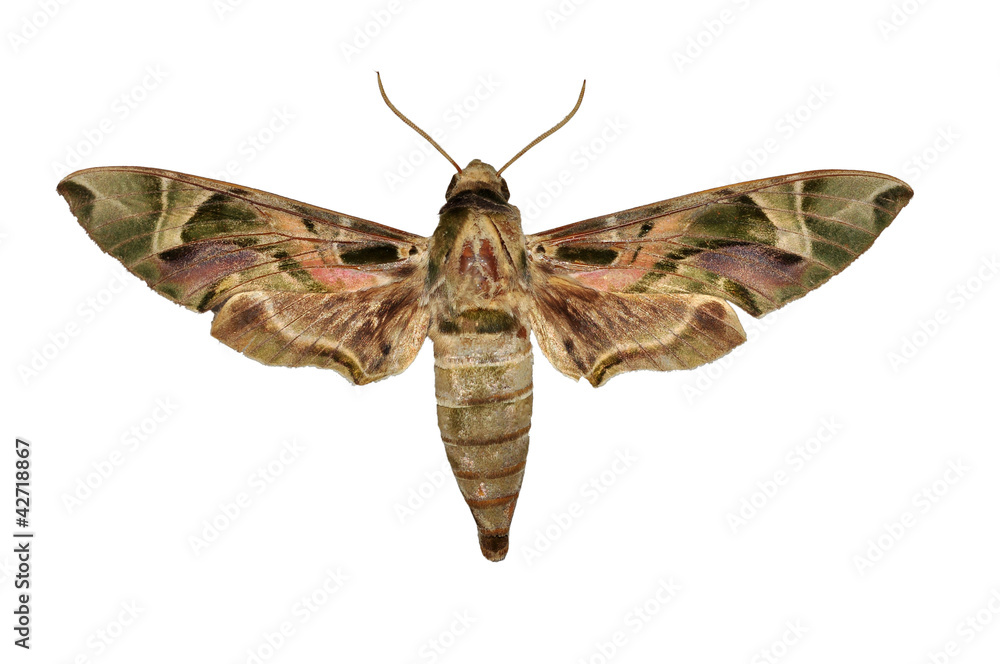 Oleander Hawk-moth (Daphnis nerii) Moth butterfly isolated Stock Photo ...