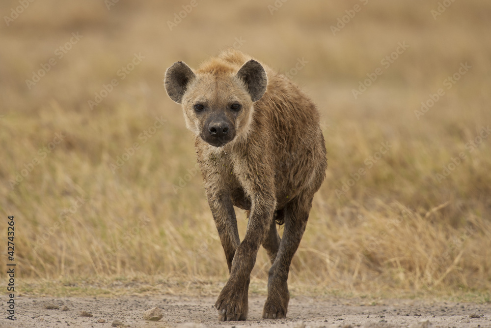 Iena a spasso nella savana Stock Photo | Adobe Stock