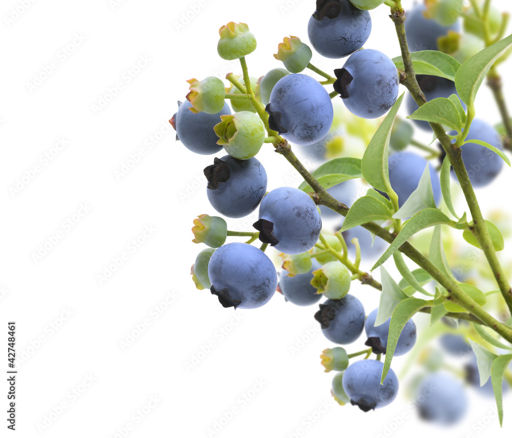 Blueberries Stock Photo | Adobe Stock