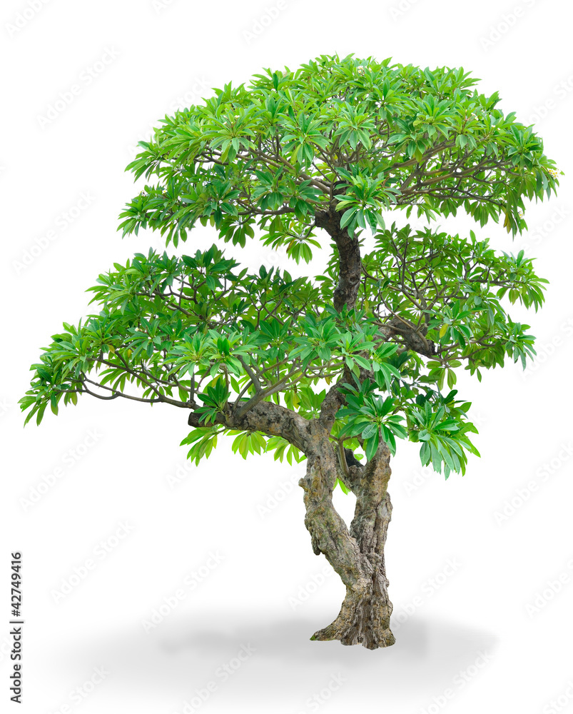 isolated "Champa" tree for landscape design Stock Photo | Adobe Stock