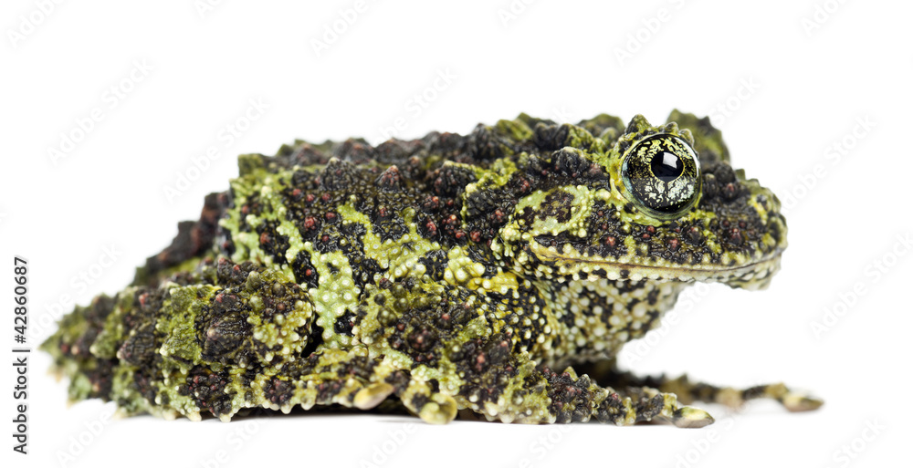 Mossy Frog, Theloderma corticale, also known as a Vietnamese Mos Stock ...