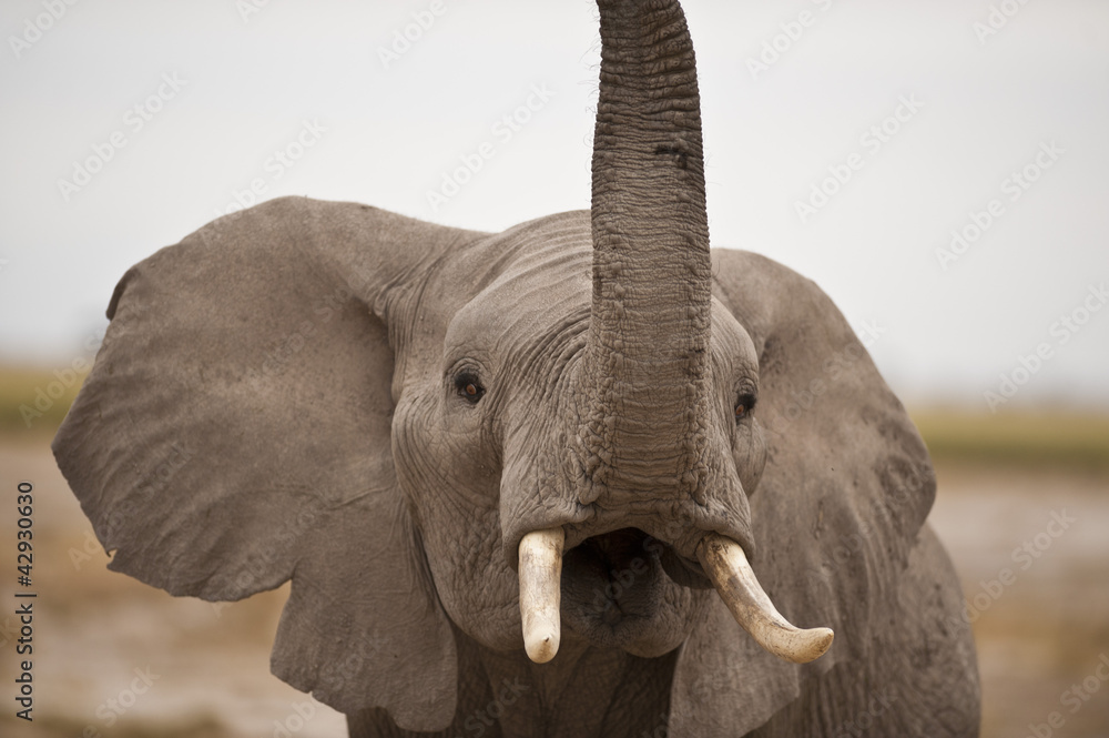 Foto Stock Elefante che barrisce | Adobe Stock