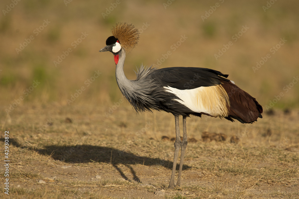 Gru coronata grigia Stock Photo | Adobe Stock