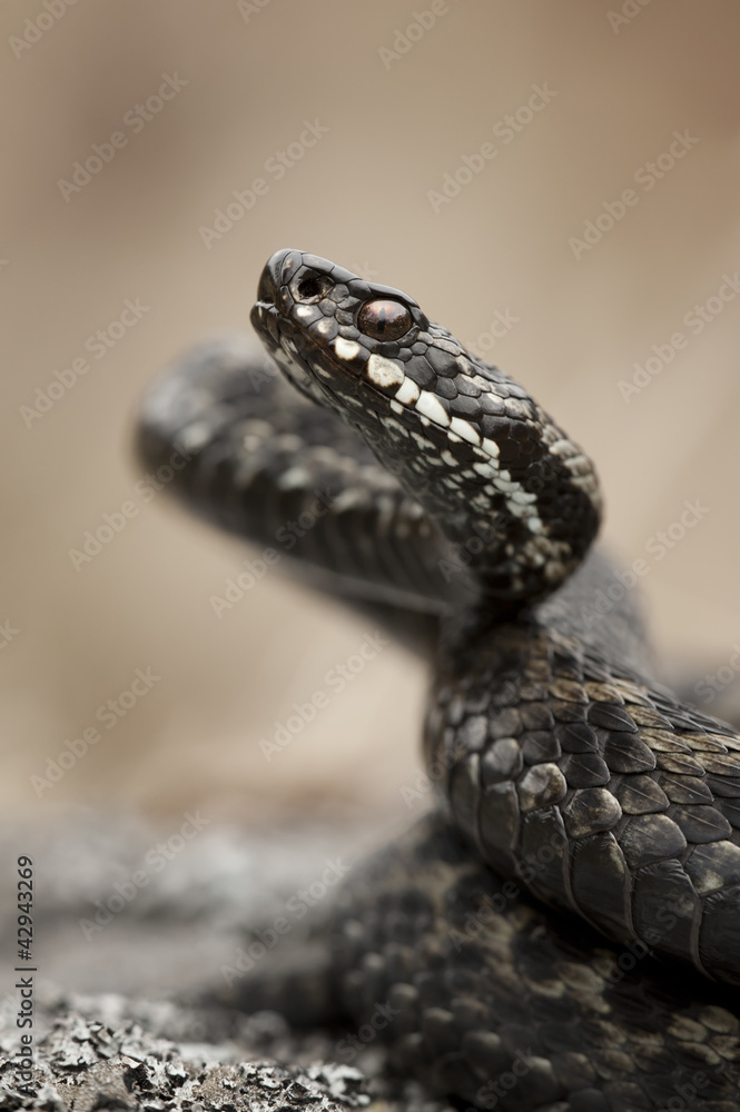European Adder Stock Photo | Adobe Stock