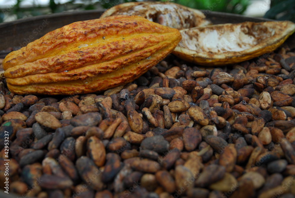 Fève de cacao Stock Photo | Adobe Stock