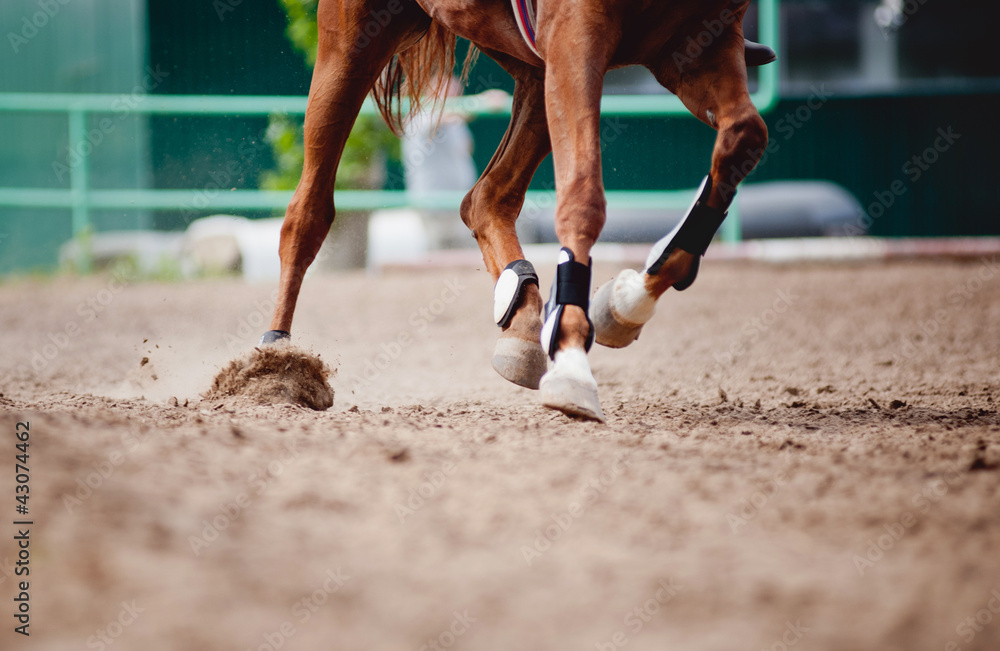 Horse legs Running Stock Photo | Adobe Stock