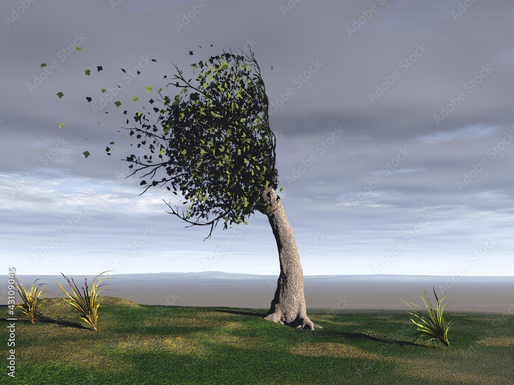 árbol azotado por el viento Illustration Stock | Adobe Stock