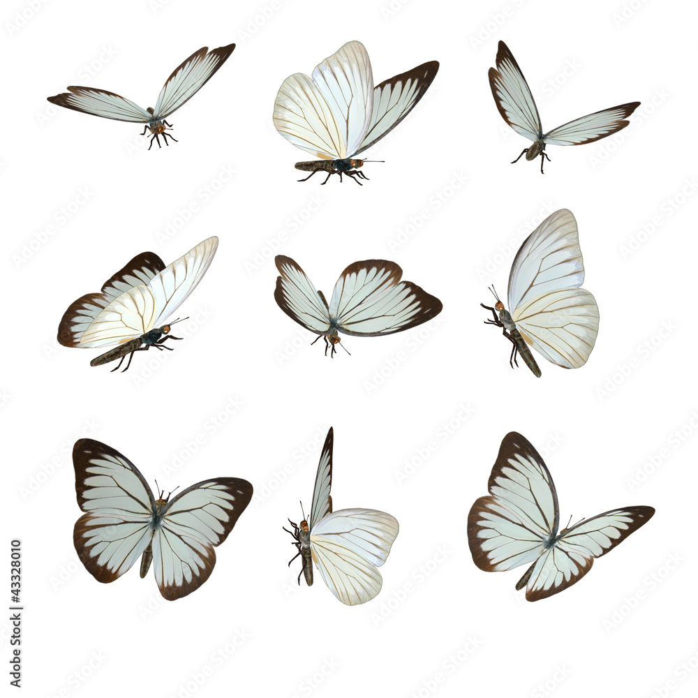 A 3D rendered set of 9 beautiful Butterflies isolated on a white ...