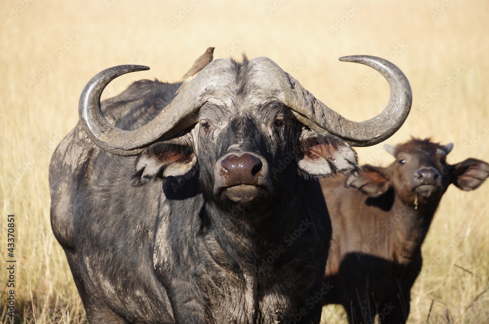 Büffel Stock Photo | Adobe Stock