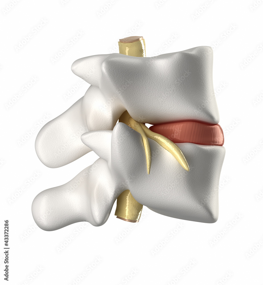 Vertebra, intervertebral disc and spinal cord Stock Illustration ...