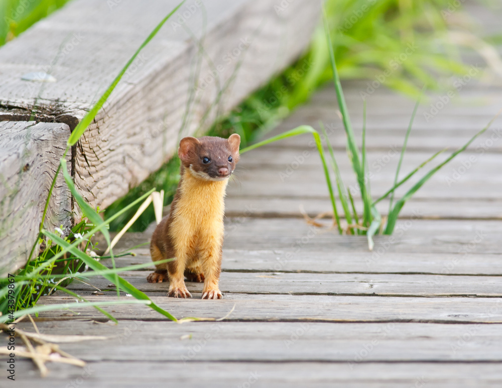 Resting Weasel Stock Photo | Adobe Stock