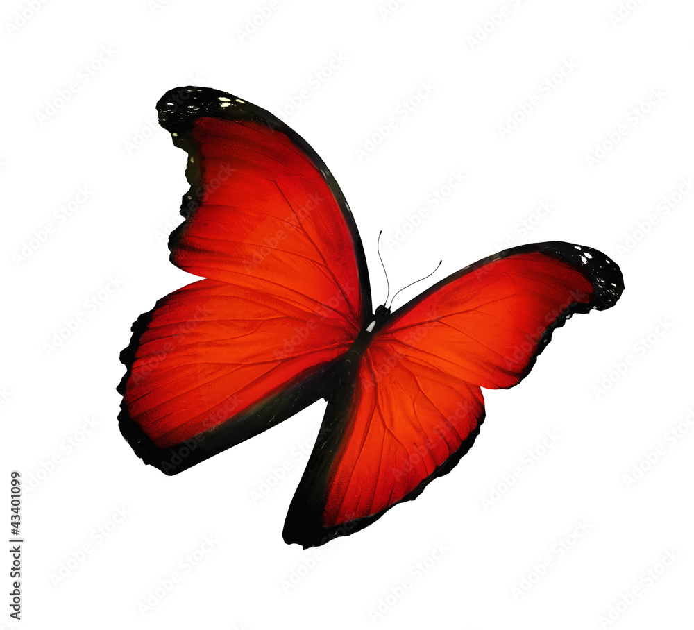 Red butterfly flying, isolated on white Stock Illustration | Adobe Stock