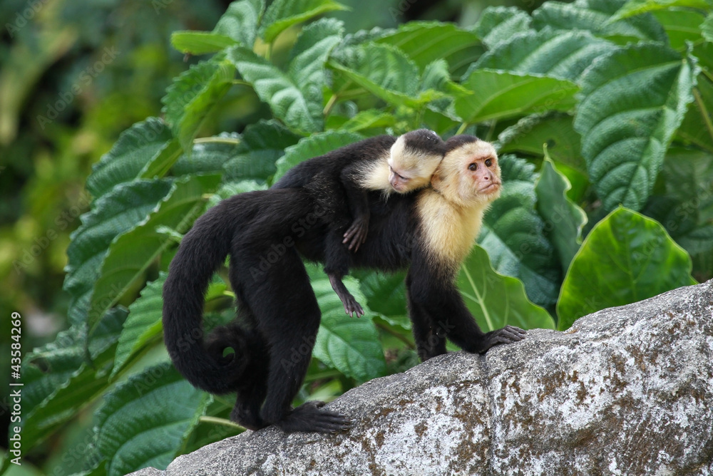 Adult Capuchin Monkey Carrying Baby on its Back Stock Photo | Adobe Stock