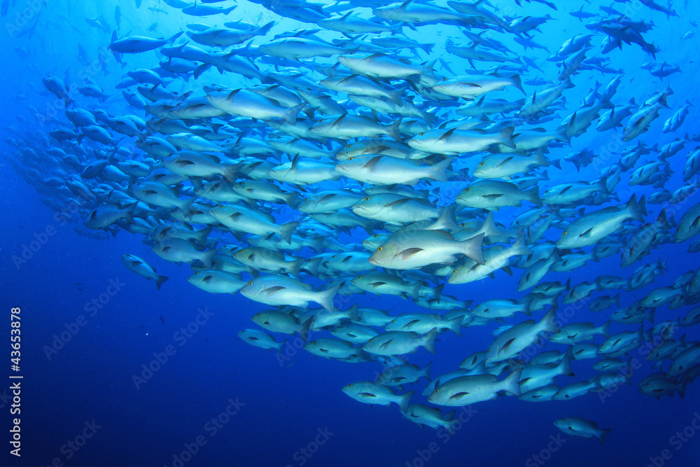 School of Snapper fish Stock Photo | Adobe Stock