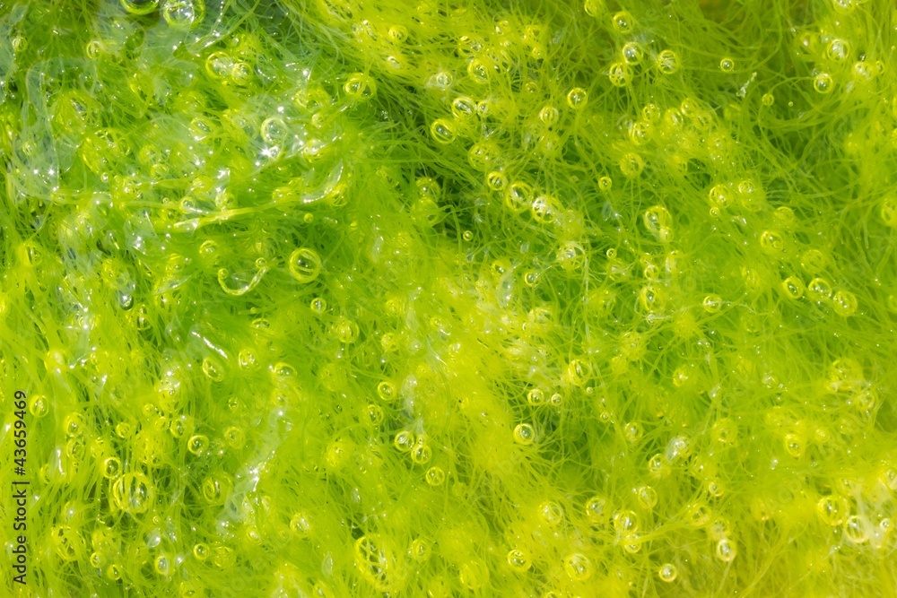seaweed background Stock Photo | Adobe Stock