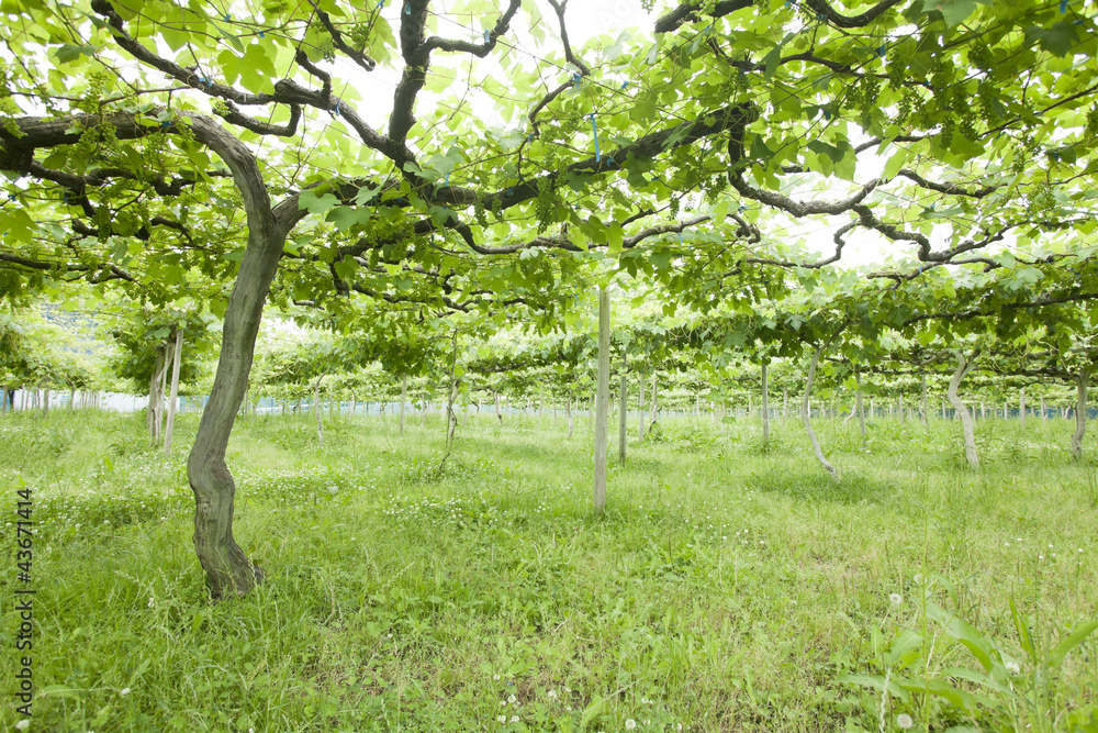 ブドウの木 Stock 写真 | Adobe Stock