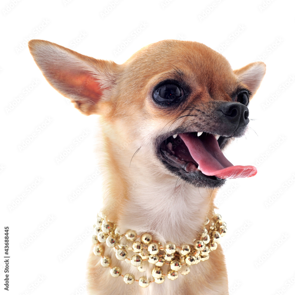 angry chihuahua Stock Photo | Adobe Stock