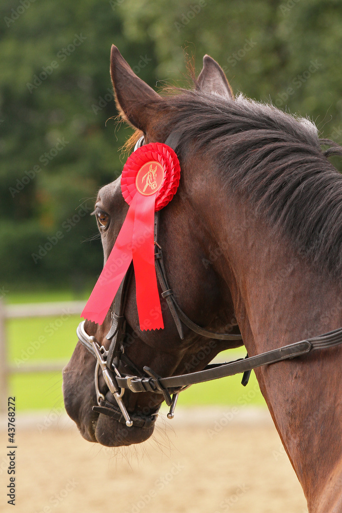 pferdekopf Stock Photo | Adobe Stock