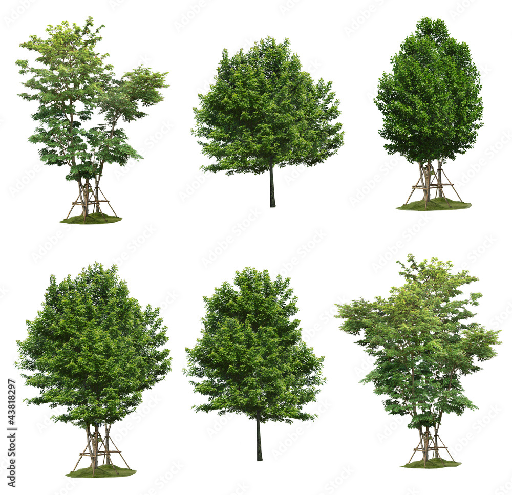 Collection tree isolated on white background Stock Illustration | Adobe ...