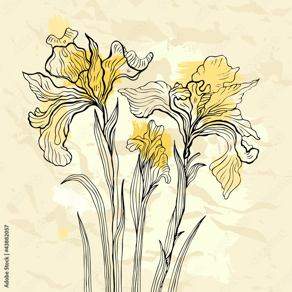 Iris flower vector illustration. Stock Vector | Adobe Stock