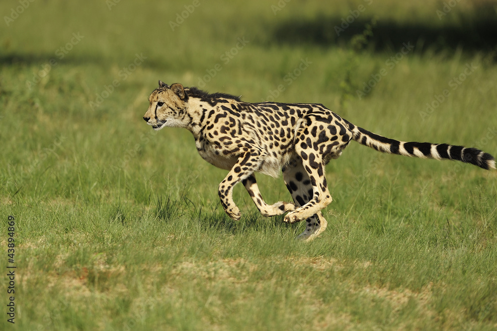 Gepard im Sprint Stock-Foto | Adobe Stock