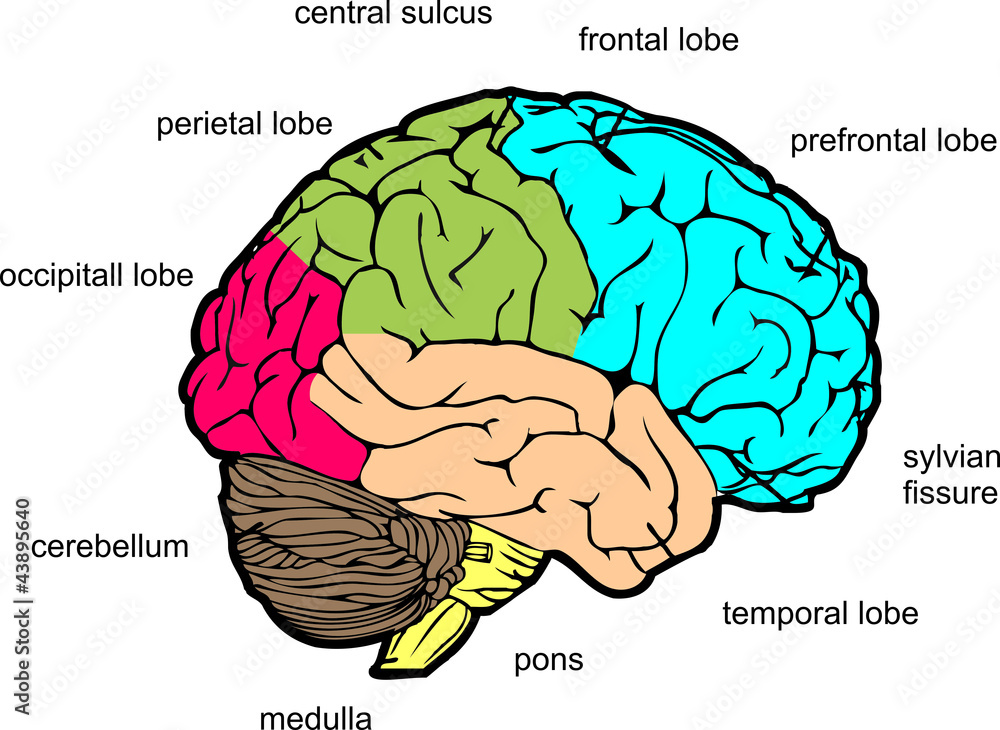 Lateral Brain
