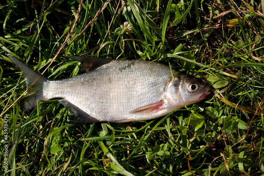 Small bream caught on a light feeder system using natural bait Stock ...