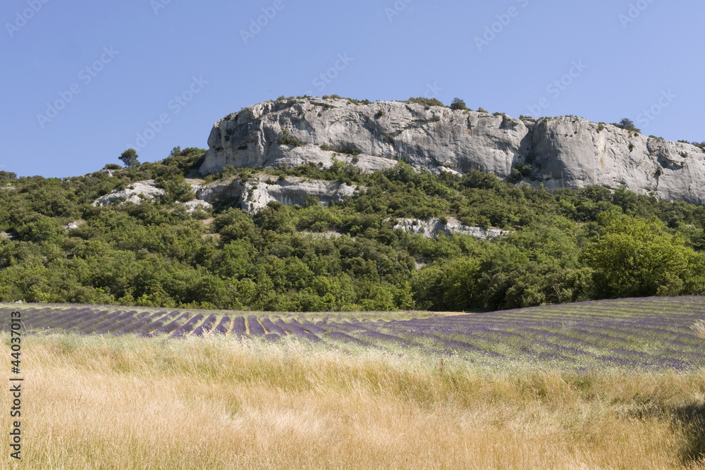 Rochers et lavande dans le Lubéron Stock Photo | Adobe Stock
