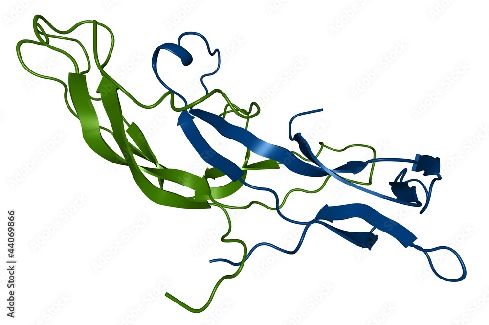 Poster Human chorionic gonadotropin (HCG) molecule - chemical structure ...