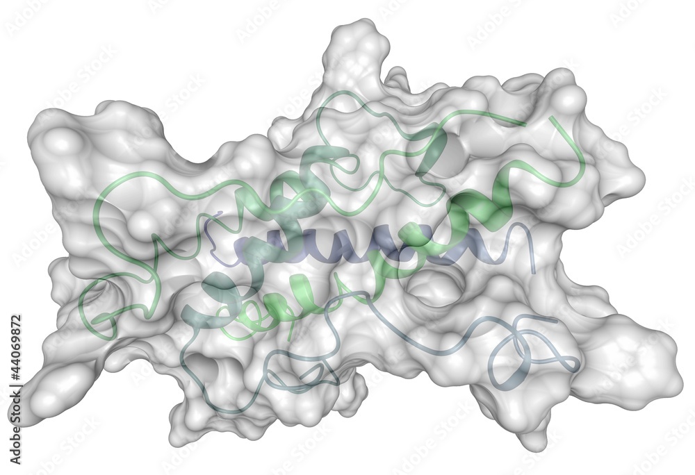 Human Growth Hormone Structure