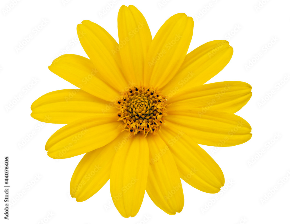 yellow flower isolated Stock Photo | Adobe Stock