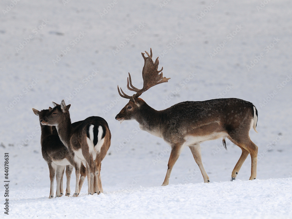 Damwild,Winter, Fallow-deer Stock-Foto | Adobe Stock