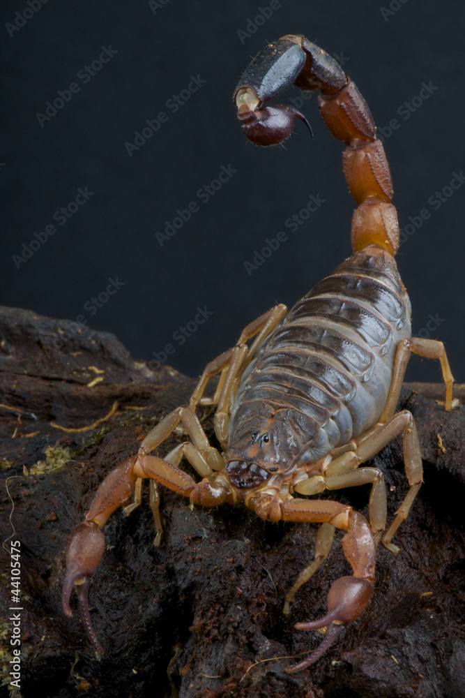Giant scorpion / Grosphus flavopiceus Stock Photo | Adobe Stock