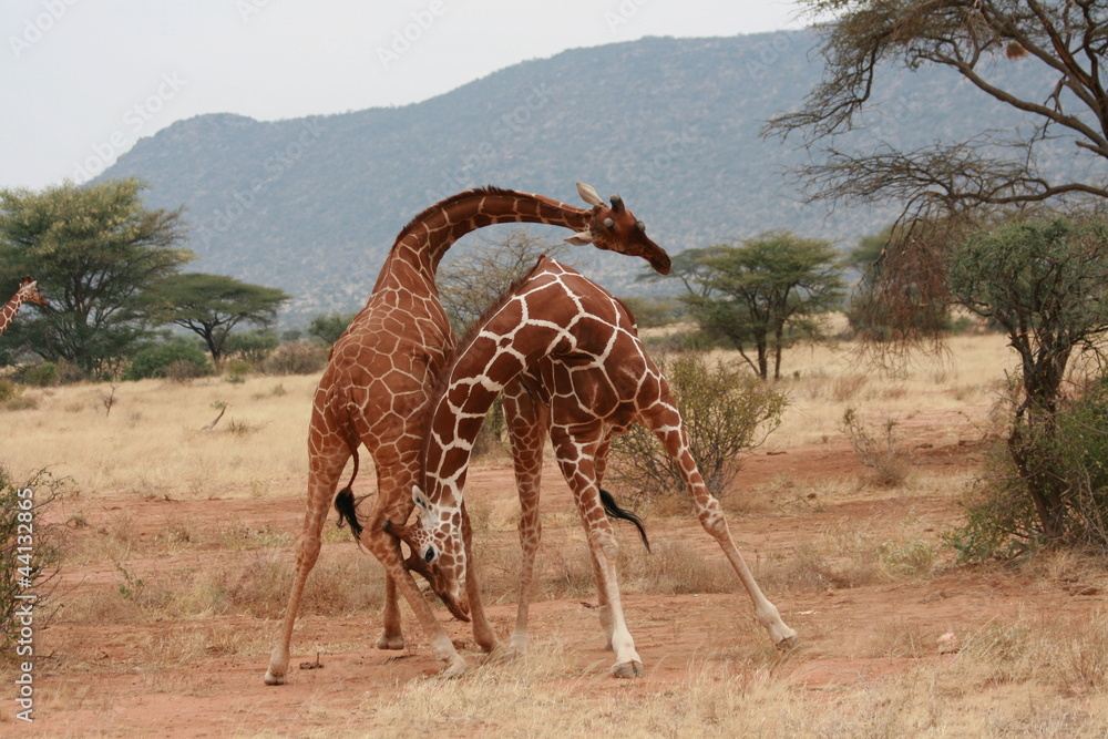 Giraffes fighting Stock Photo | Adobe Stock