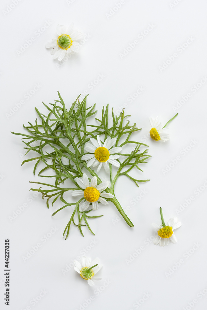 Chamomile Leaves
