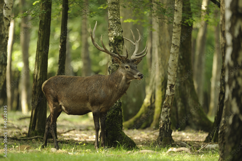 cerf Stock Photo | Adobe Stock
