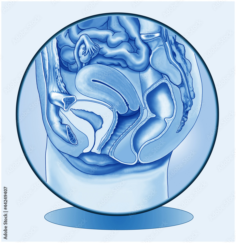 Weibliche Geschlechtsorgane Symbolgrafik Blau Stock Illustration