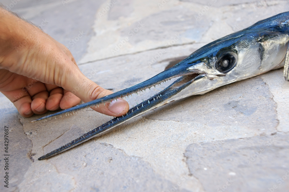 Hornhecht Garfish Stock-Foto | Adobe Stock