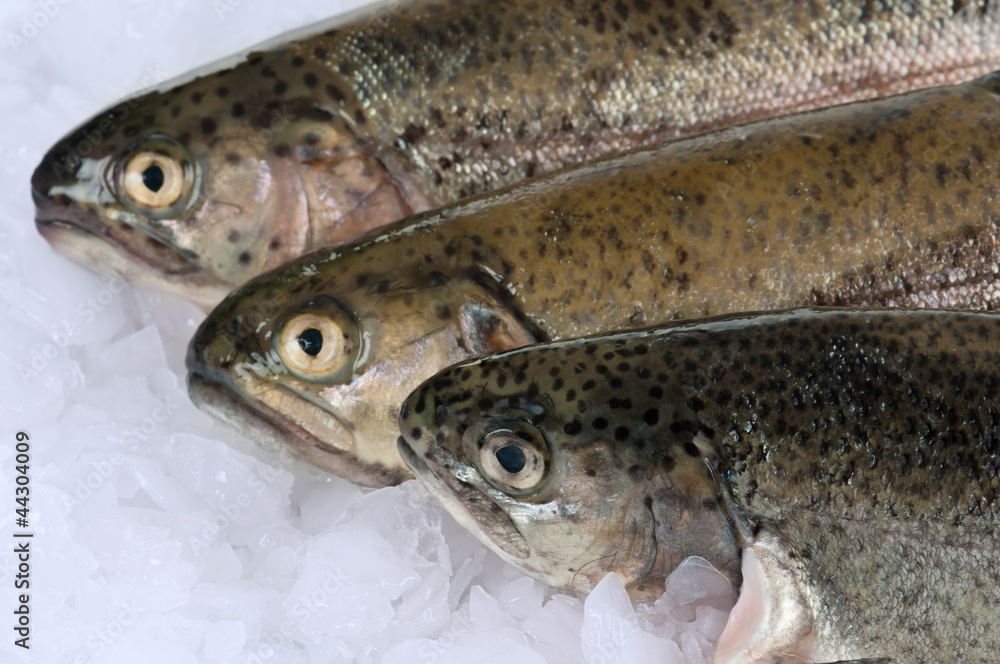 Forelle Stock-Foto | Adobe Stock